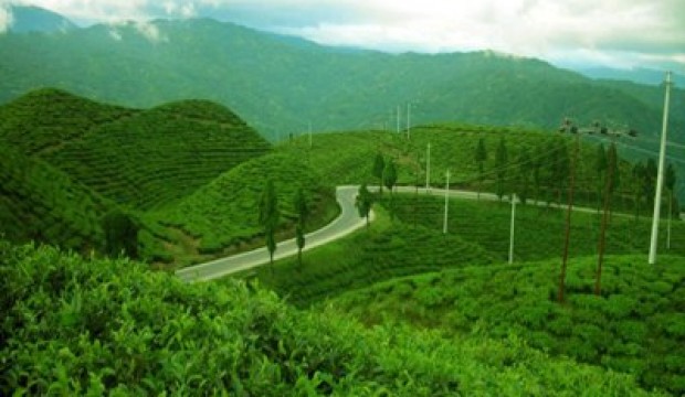 Kathmandu and Ilam Tours Package